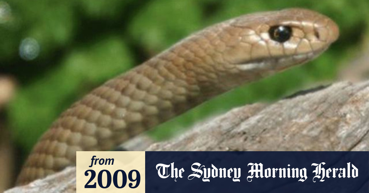 Video: Snake bites man at Myer