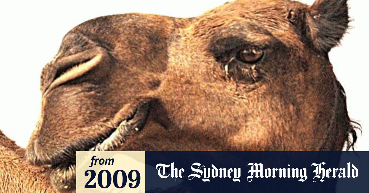 Video: The Guide Wednesday: Camel Odyssey
