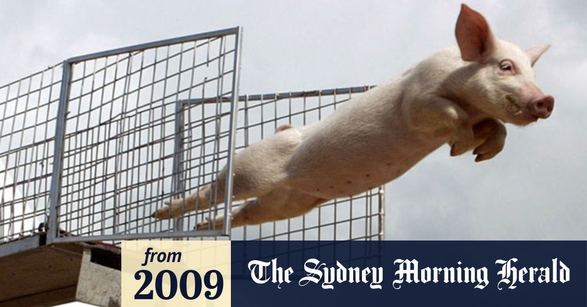 Video: Sydney's incredible diving pigs