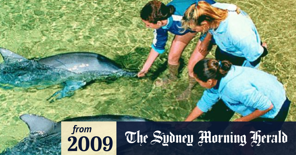 Video: Injured dolphin gets help