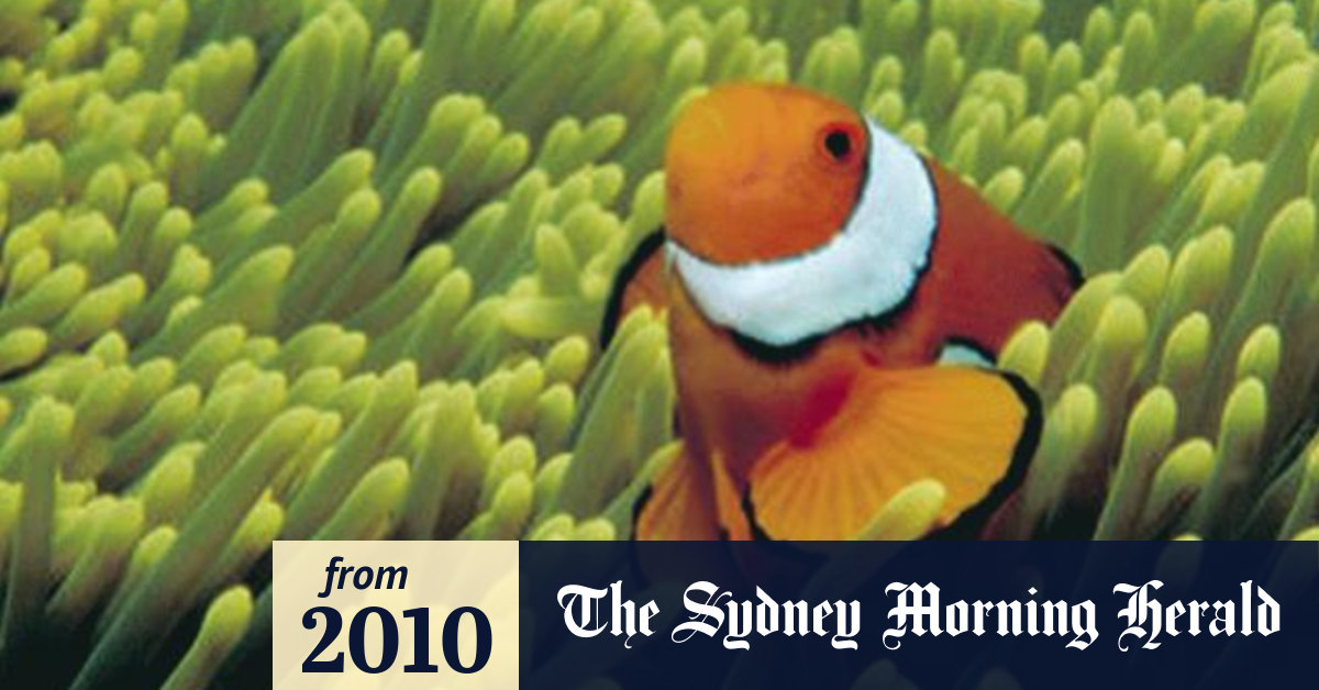 Video: Rare WA marine life discovered