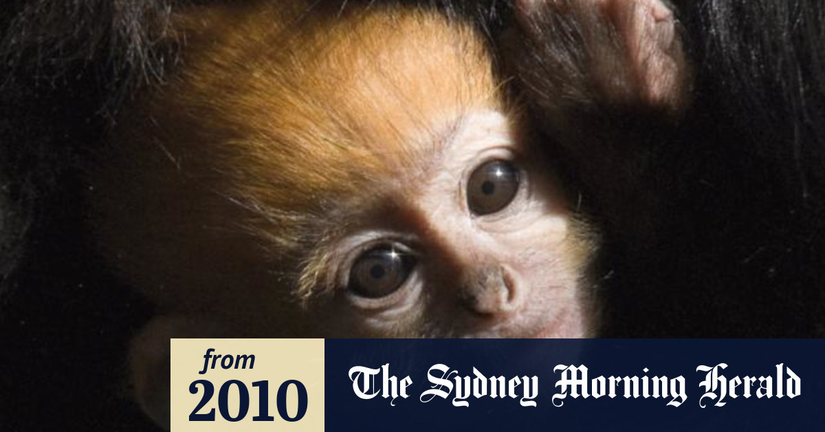 Video: Bright orange monkey brings smiles