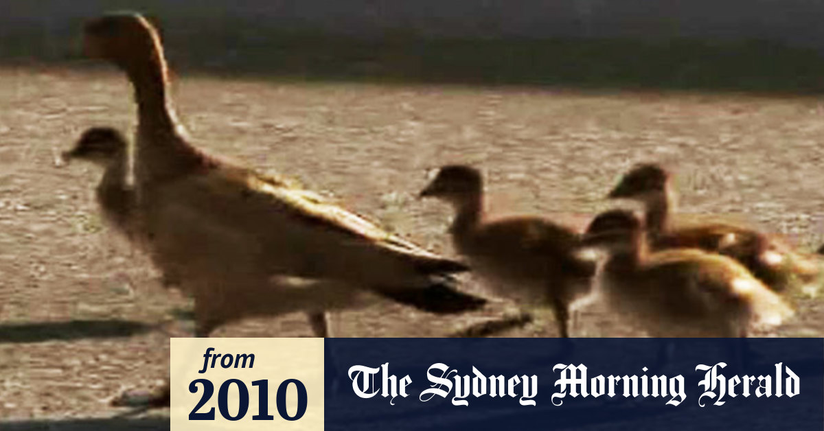 Video: Roaming ducklings a growing problem