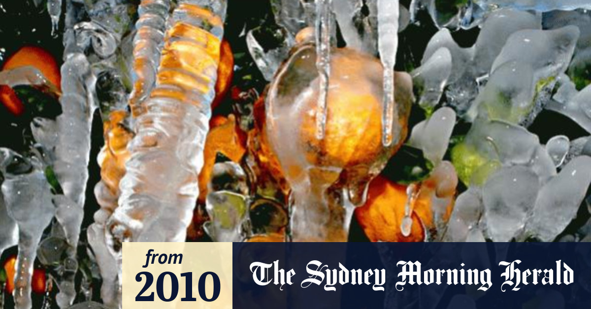 Video: Florida citrus hit by freeze