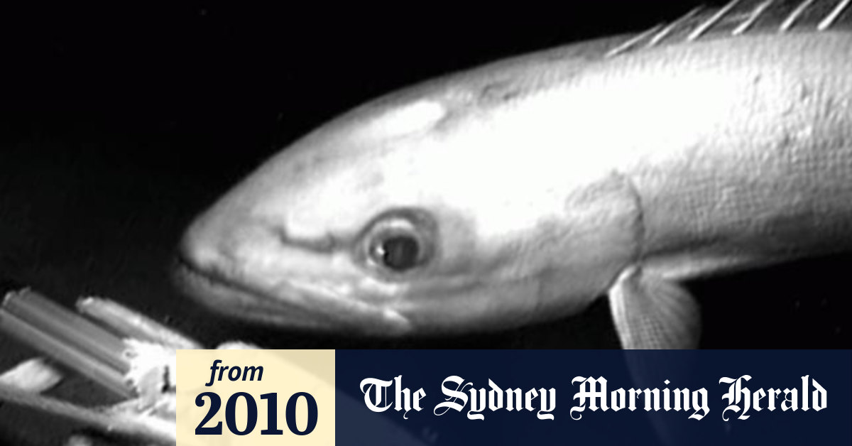 Video: Australian deep sea creatures filmed
