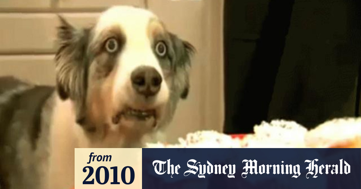 Video: Dramatic cupcake dog