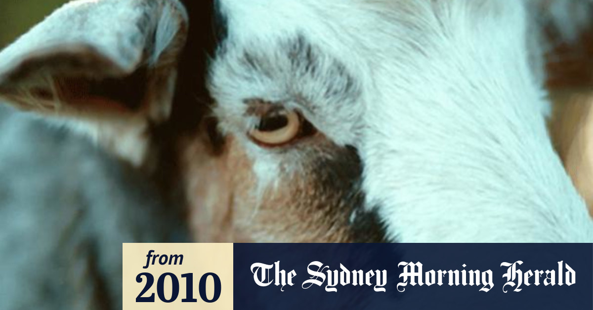 Video: Goat attack puts three in hospital