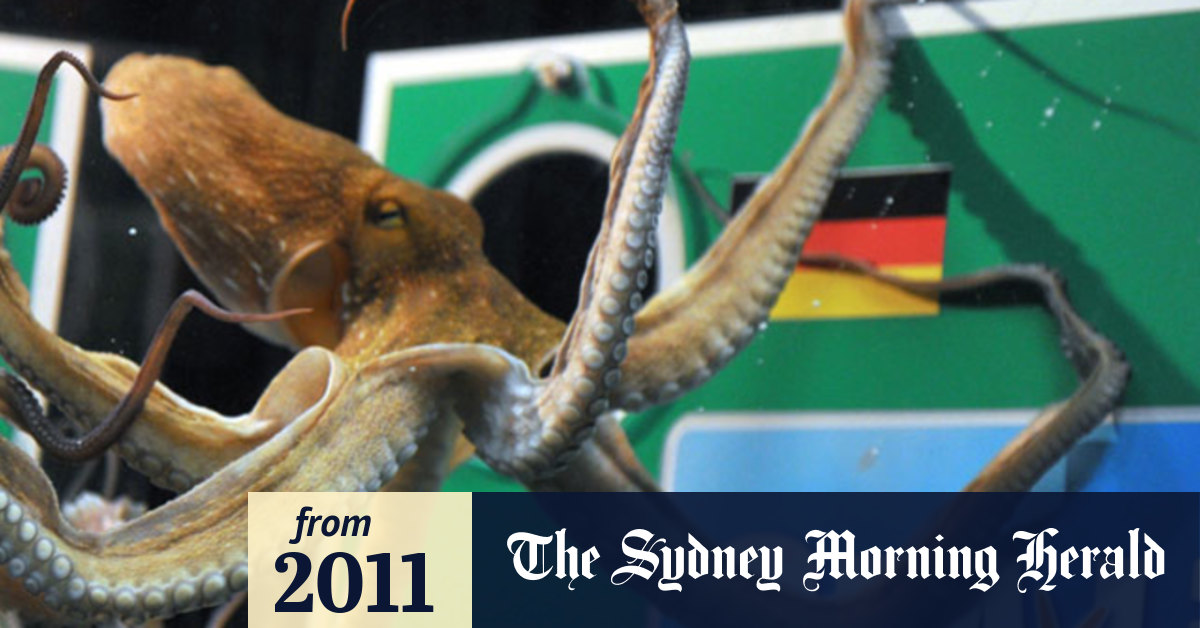 Video: Octopuses in the running for Paul's job