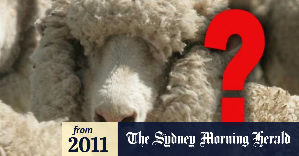 Video: Smart sheep surprise scientists