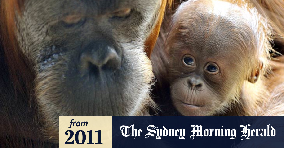 Video: Zoo hits back at abuse claims