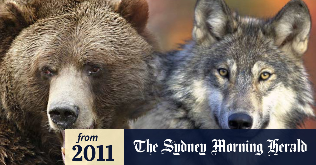 Video: Dangerous animals escape Ohio farm