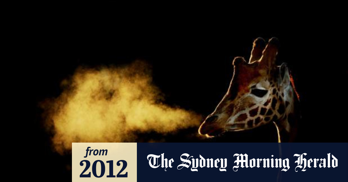 A cold morning at Canberra zoo