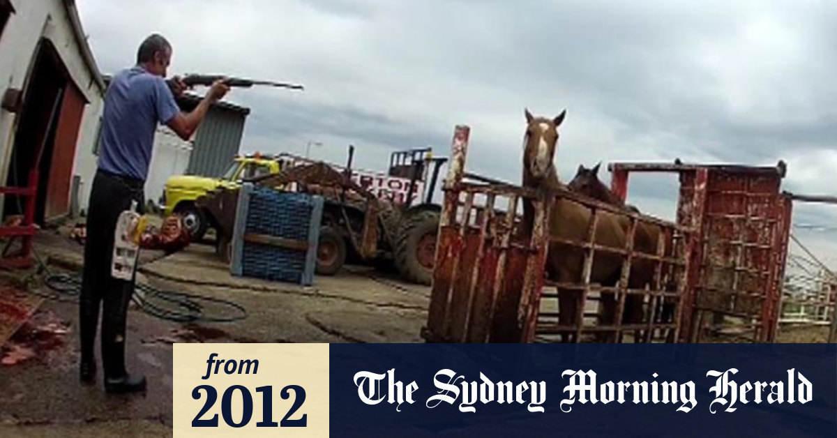 Video: Horse slaughter causes outrage