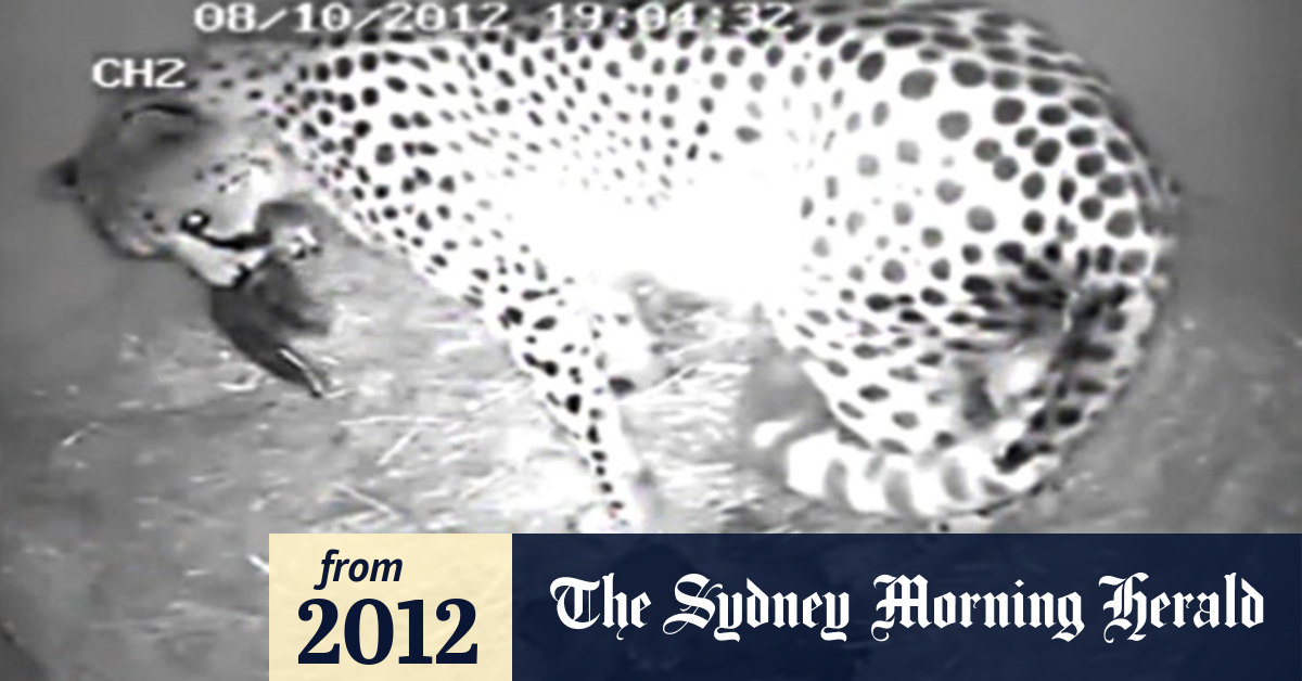 Video: Rare cheetah birth caught on camera