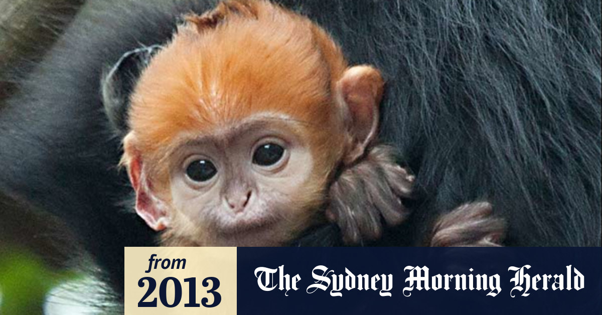 Video: Zoo celebrates rare orange monkey