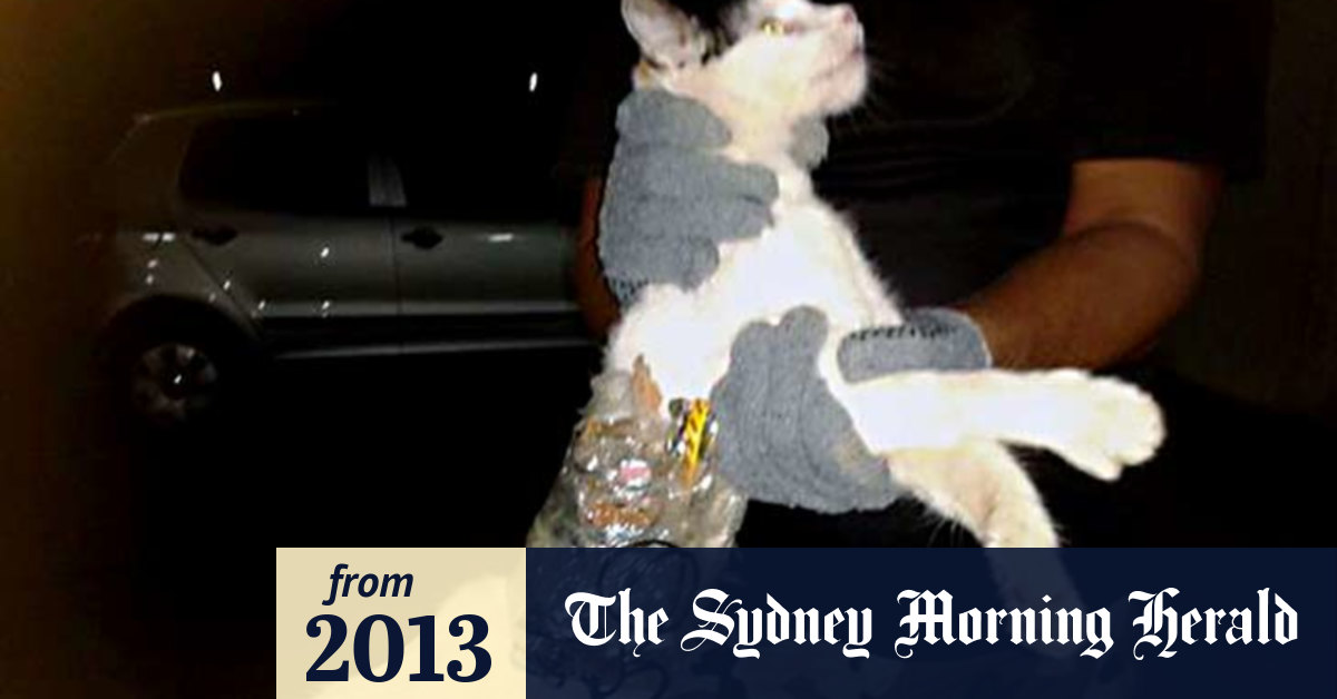 Video: Cat used in smuggling attempt