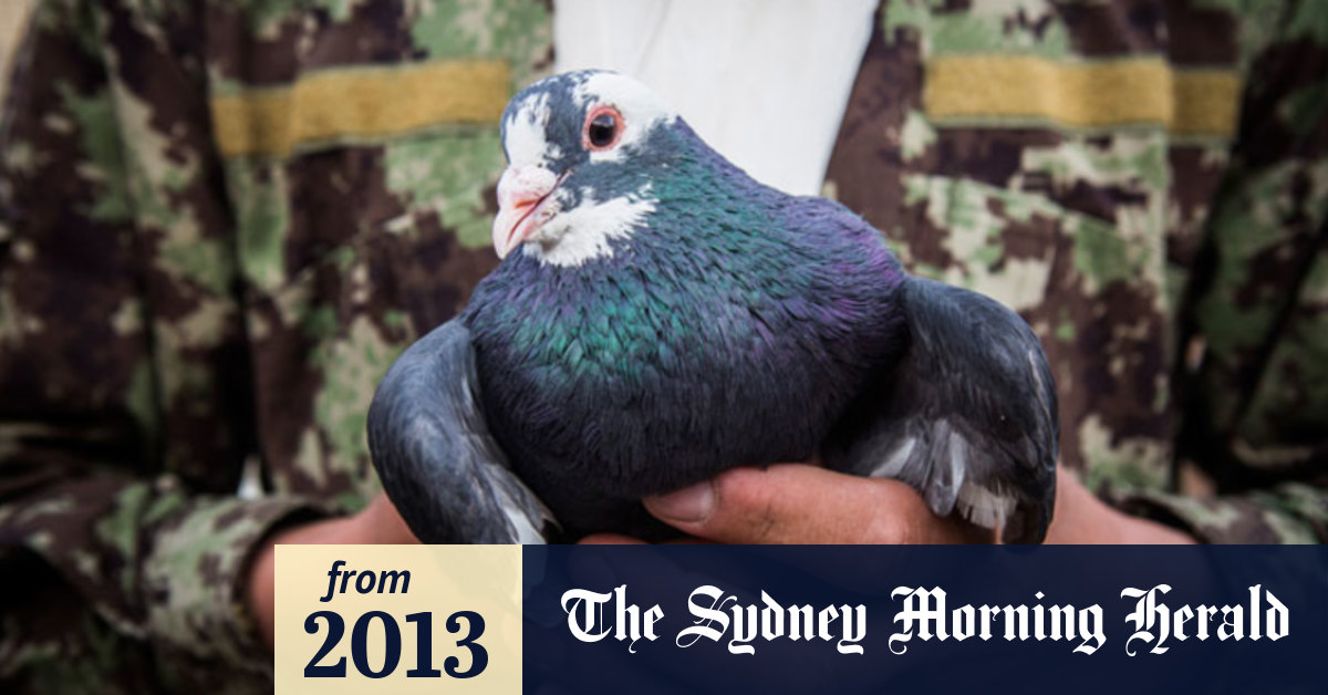 Using pigeons to avoid government surveillance is not as crazy as it sounds