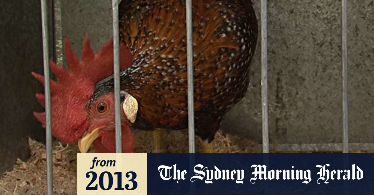 Video: What a chook!