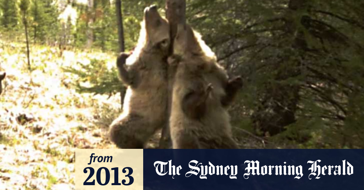 Video: 'Pole-dancing' wild bears video goes viral