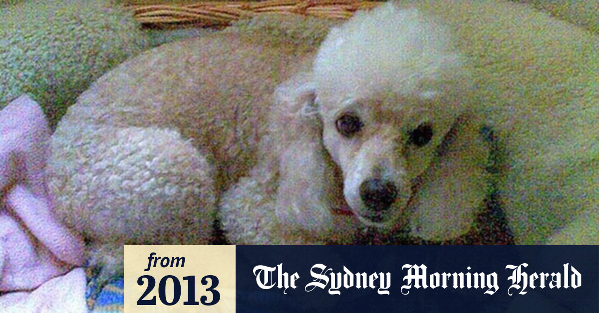 Video: Poodle's 'face ripped off' in dog attack