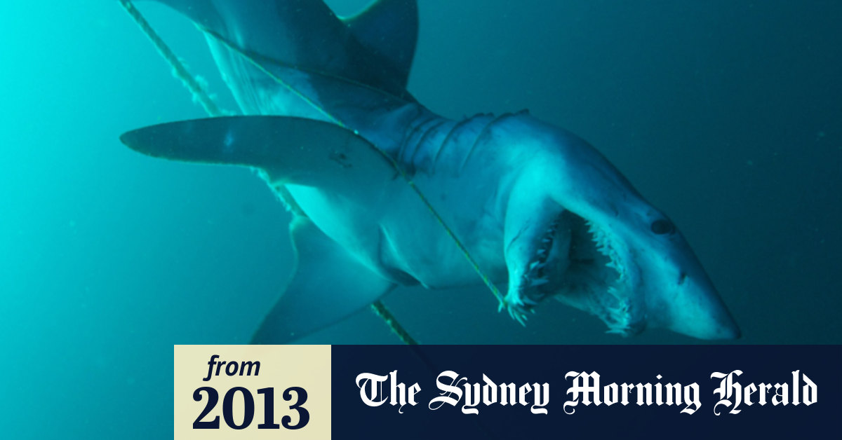Video: Strung up shark horrifies divers