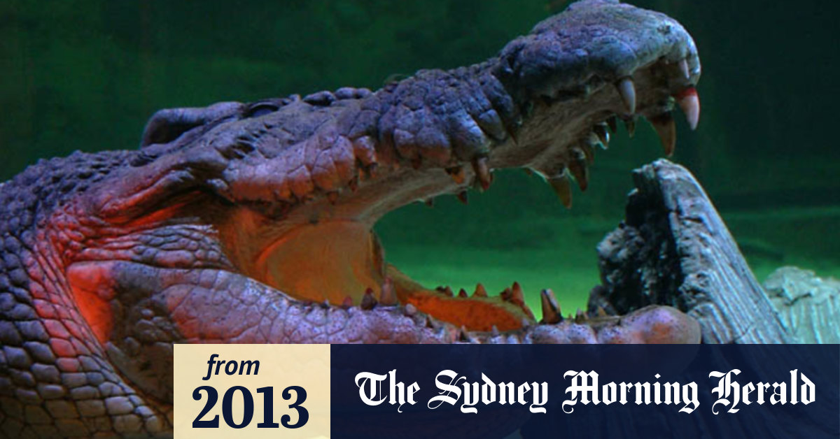 Video: Close encounter with a giant croc