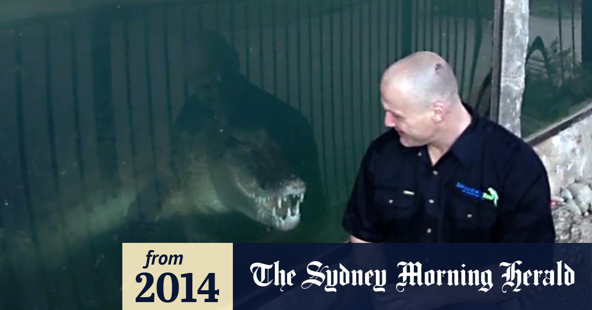 Video: Zoo owner describes crocodile handler's lucky escape