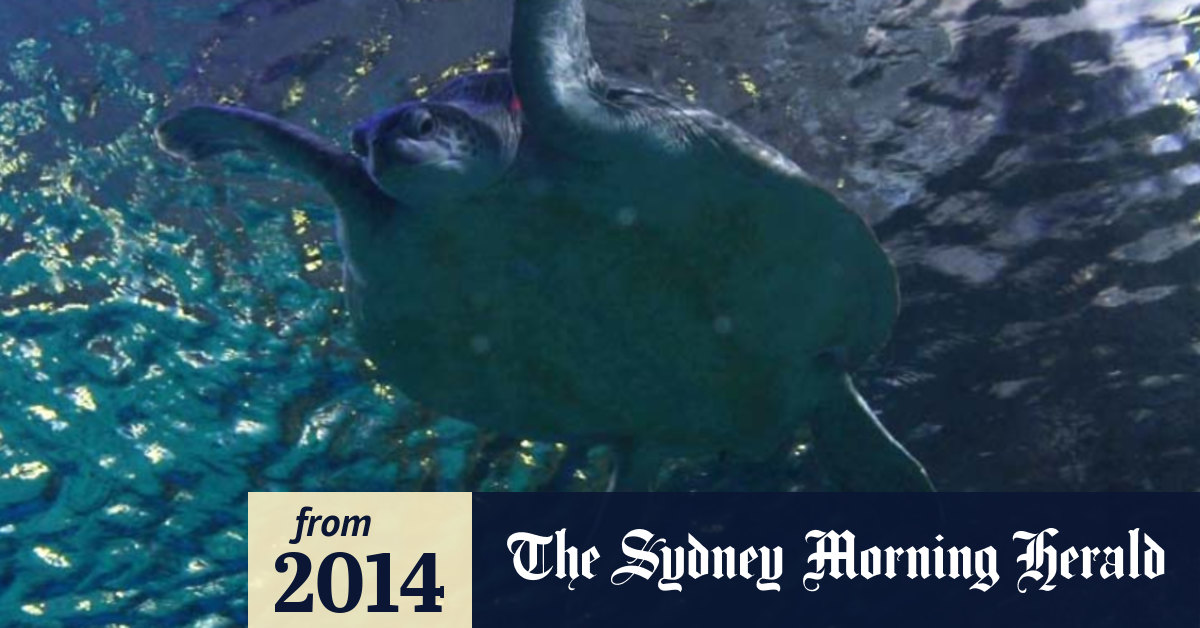 Video: Eve the sea turtle ready for release