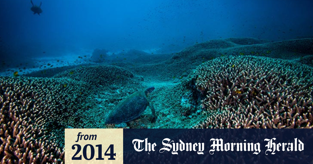 Video: Climate change threatening sea turtles