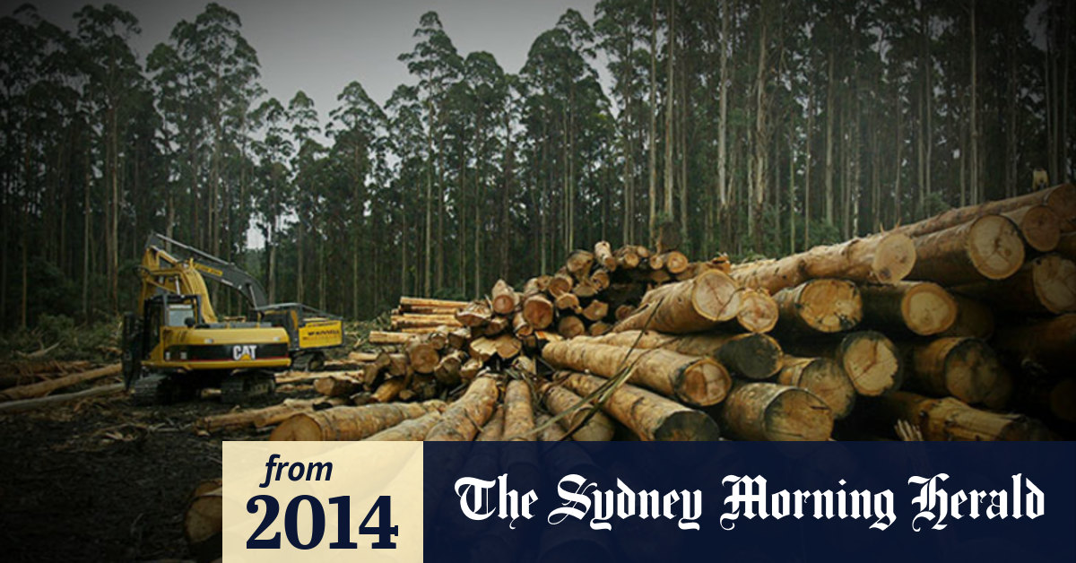 Video: Forest fight looms