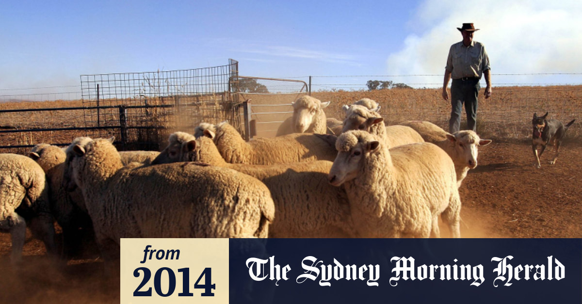 Australian wool industry does not deserve to be tarred by PETA smears