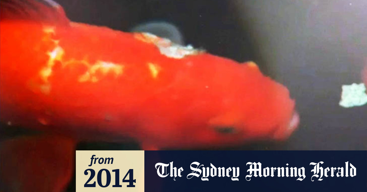 Video: George the world-famous goldfish