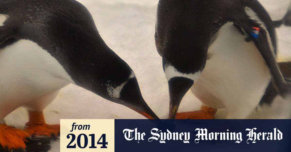 Video: Pilfering penguins steal for love