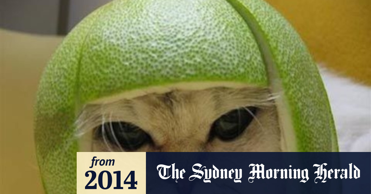 Garfi seeks to dethrone Grumpy Cat with extreme churlishness