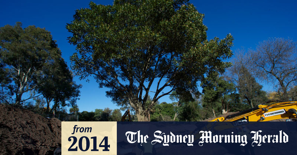 Video: Melbourne Zoo's incredible floating tree