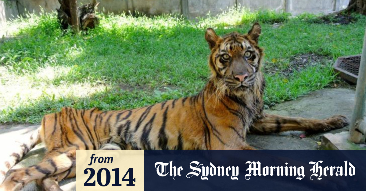 Indonesia's infamous Surabaya Zoo reports another death