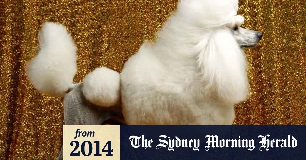 Video: Rembrandt the poodle