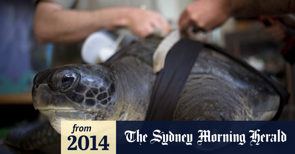 Video: Sea turtle receives prosthetic fin