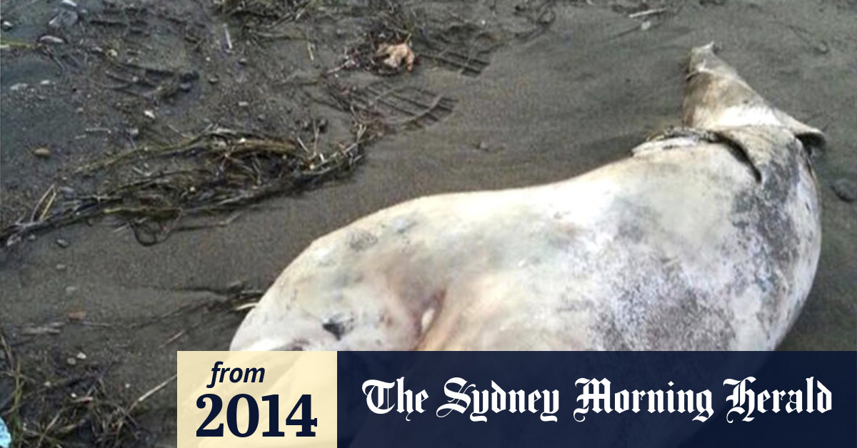 Two-headed dolphin washes up on beach in Turkey
