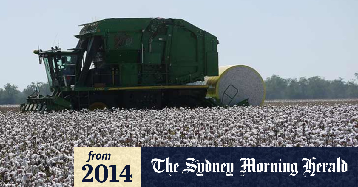Video: Cotton growing in northern Victoria
