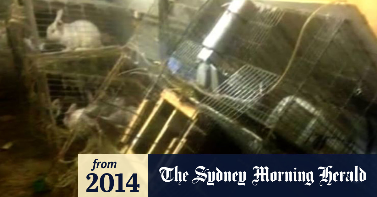 Video: Rabbits killed in mystery attack