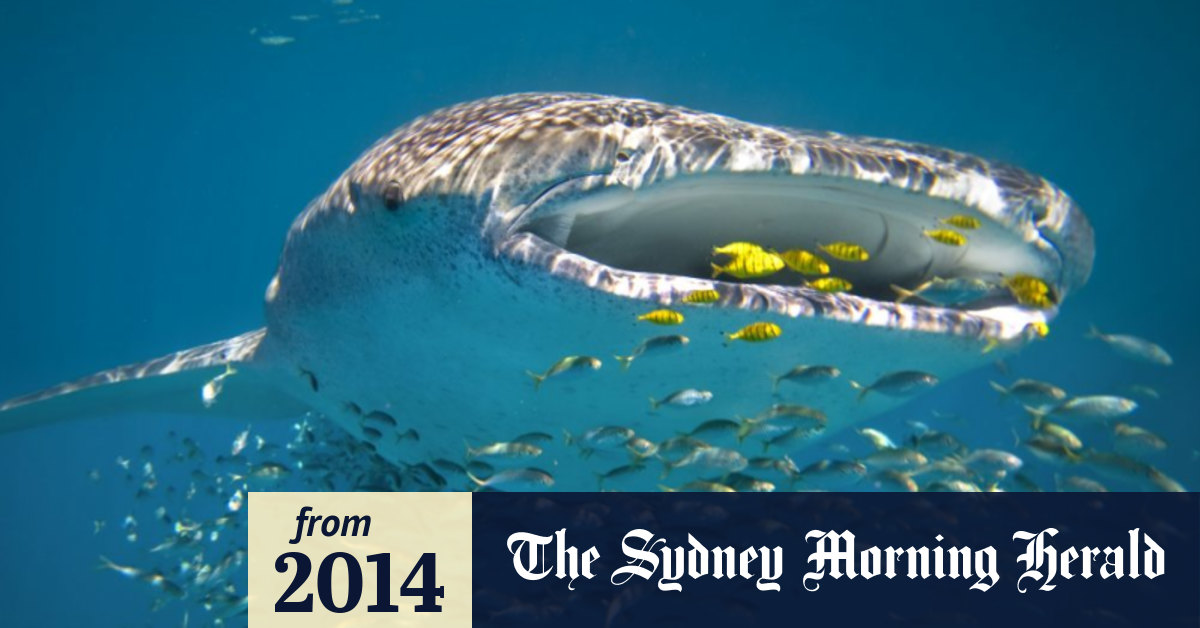 Swim with giant humpback whales with Sunreef Mooloolaba