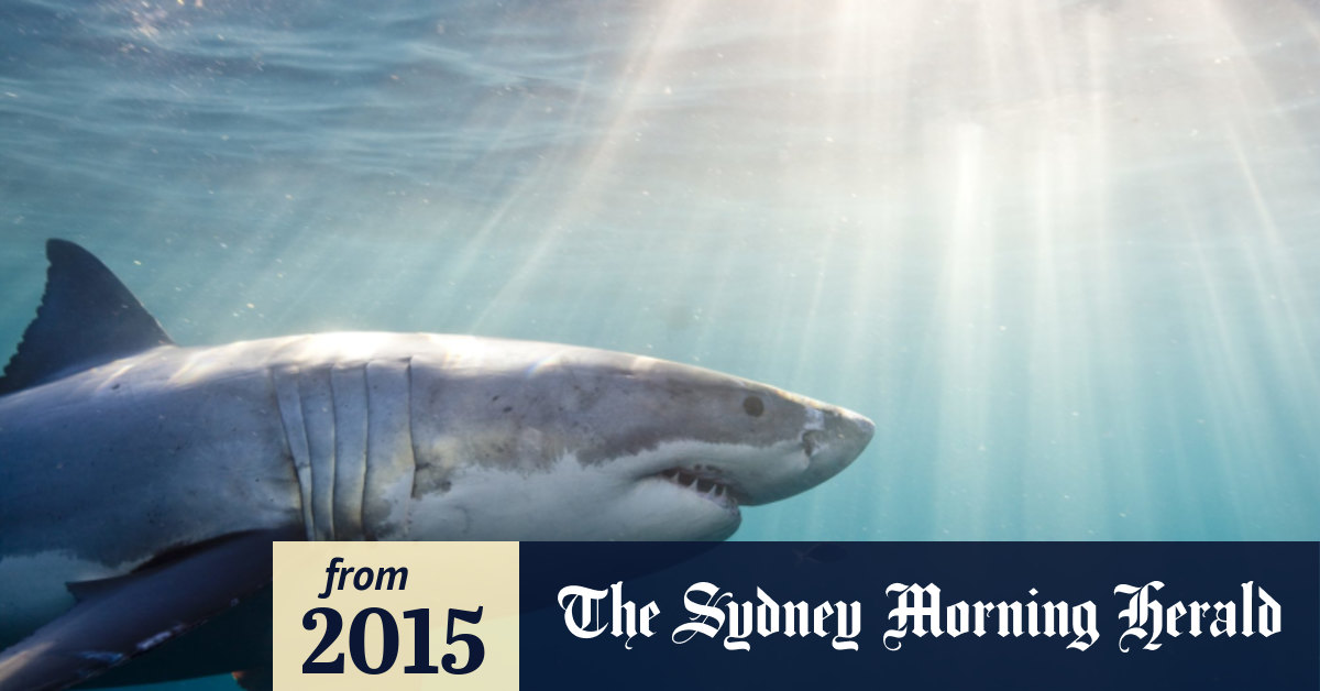 Sonar shark alarm: the latest in a sea of floated swimmer safety solutions