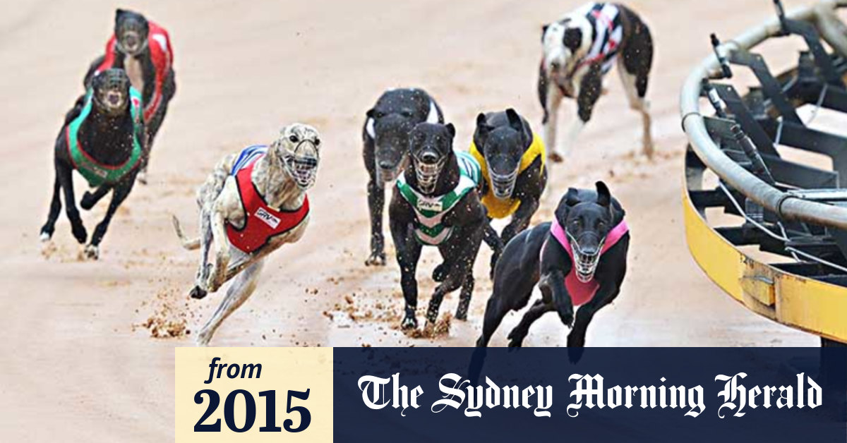 Video: NSW greyhound board steps down
