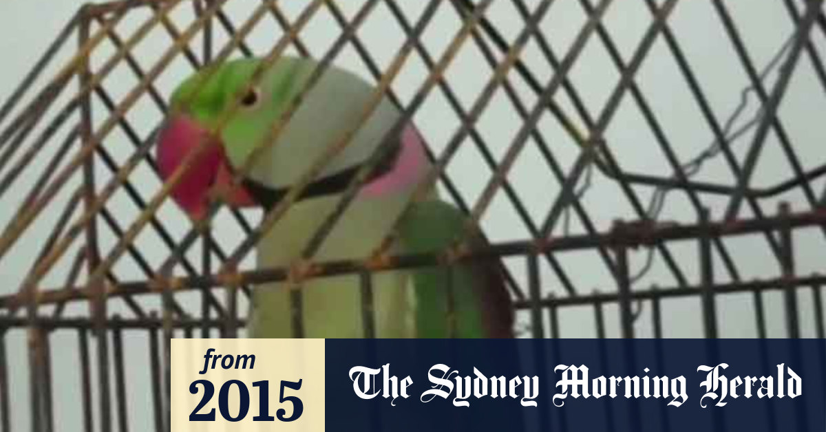 Video: Parrot accused of verbal abuse