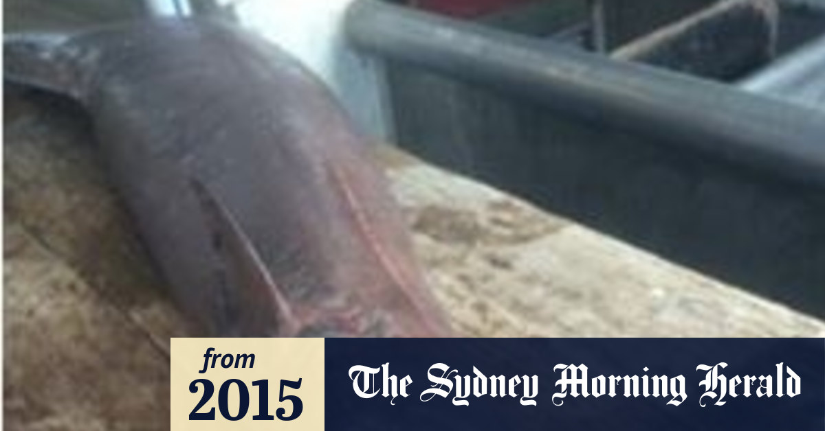 'Horrific' frilled shark pulled from the depths of the ocean