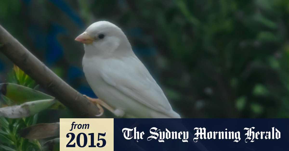 The rarest kind of one of the world's most common birds found in Melbourne