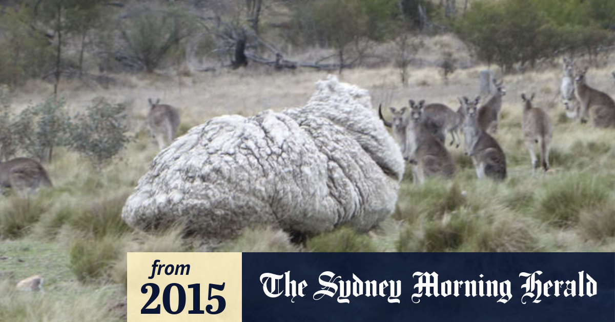 Video: Chris the sheep in the wild