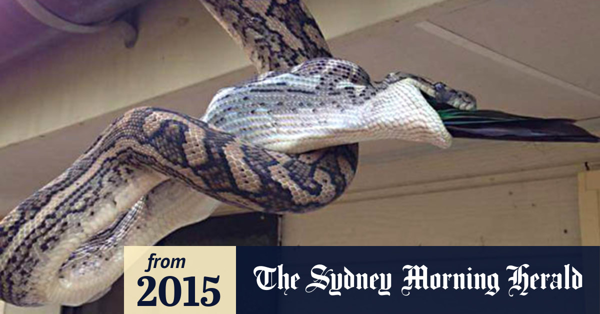 Video: Snake eats king parrot