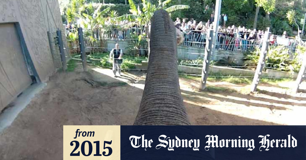 Video: Elephant cam gives keepers third eye